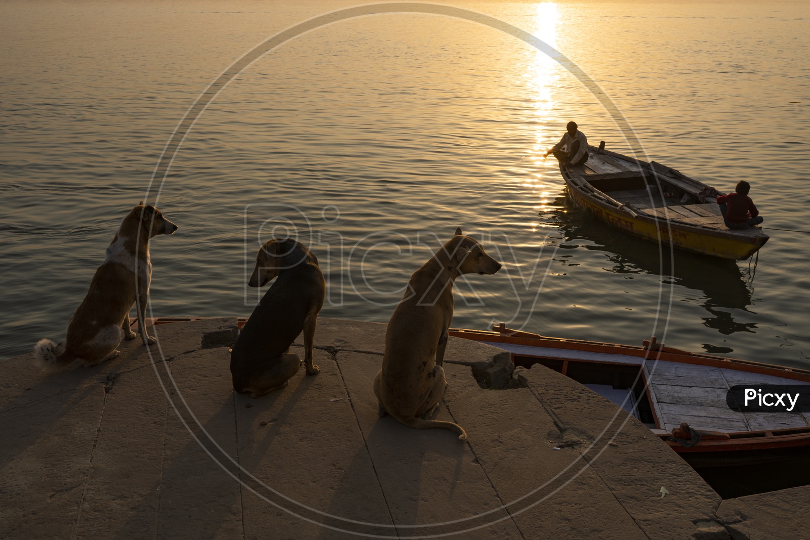 Image of Indian Stray Dogs on the River bank Of Ganga in Varanasi ...