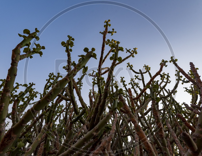 Image of Plants in Hampi-RZ084107-Picxy