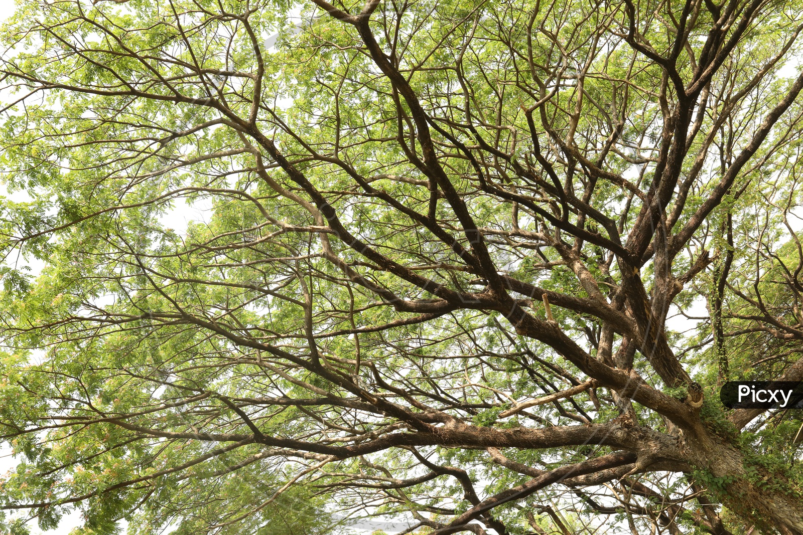 Image of Big tree with many stems and many leafs-OV737419-Picxy