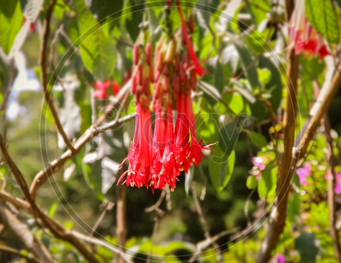 Image of Red hanging flower-WV528804-Picxy