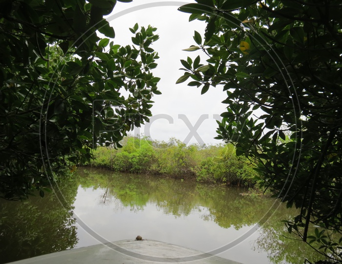 Image of Pichavaram Mangrove Forest-PA031209-Picxy