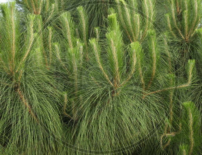 Image of A grass like Leafs on a tree-BS084932-Picxy