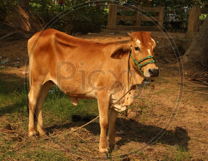 Image of Cow tied up to the tree and calf beside it-BB415487-Picxy