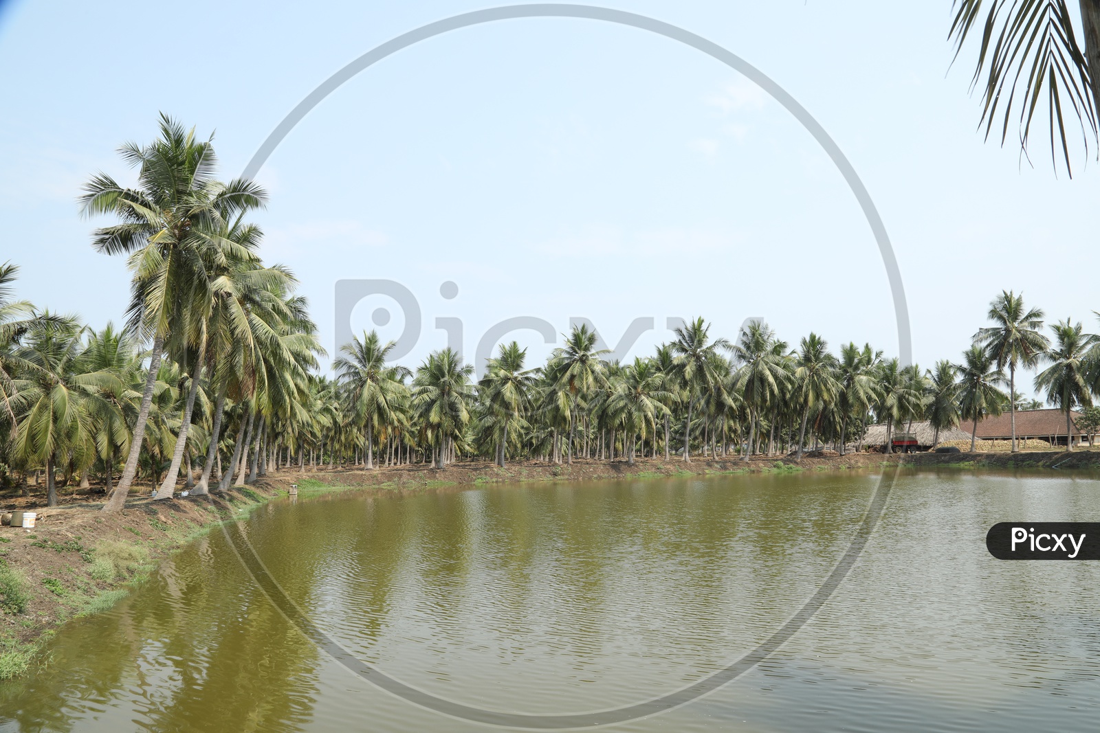 Image of A Pond with Coconut Trees on its Bank-OT606879-Picxy