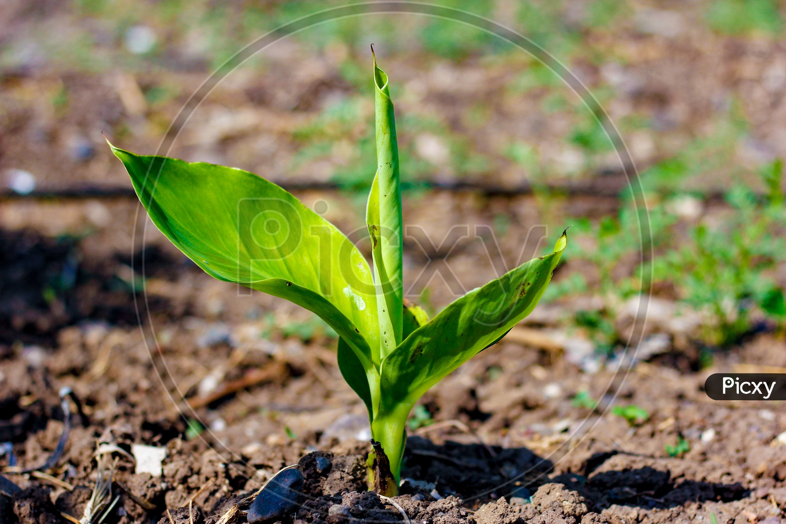 Banana Tree Sapling at Norma Friedland blog