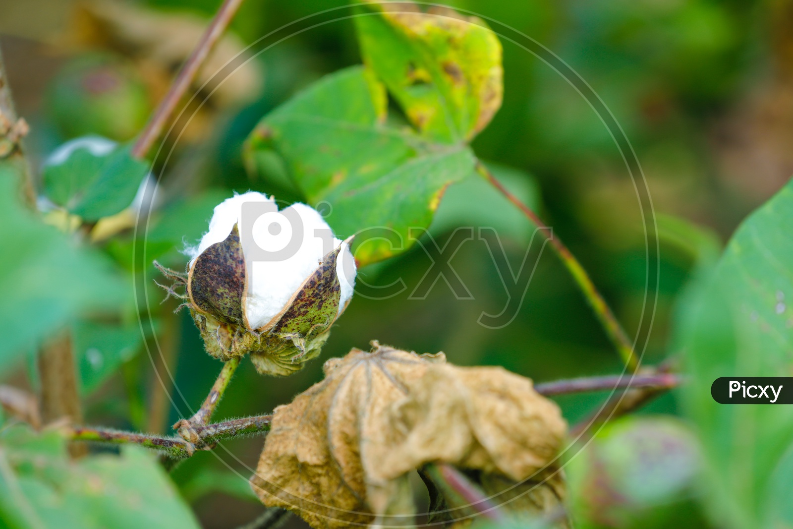 Image of Cotton Flowers From a Cotton Fruit Closeup Shot-VB114181-Picxy