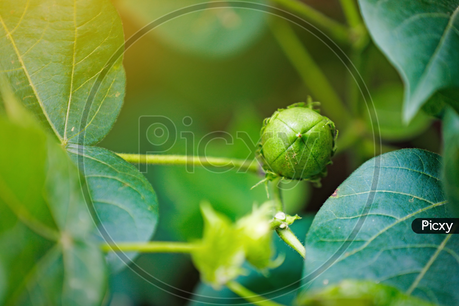 Image of Cotton Plant Fruit Closeup Shot-CT917895-Picxy