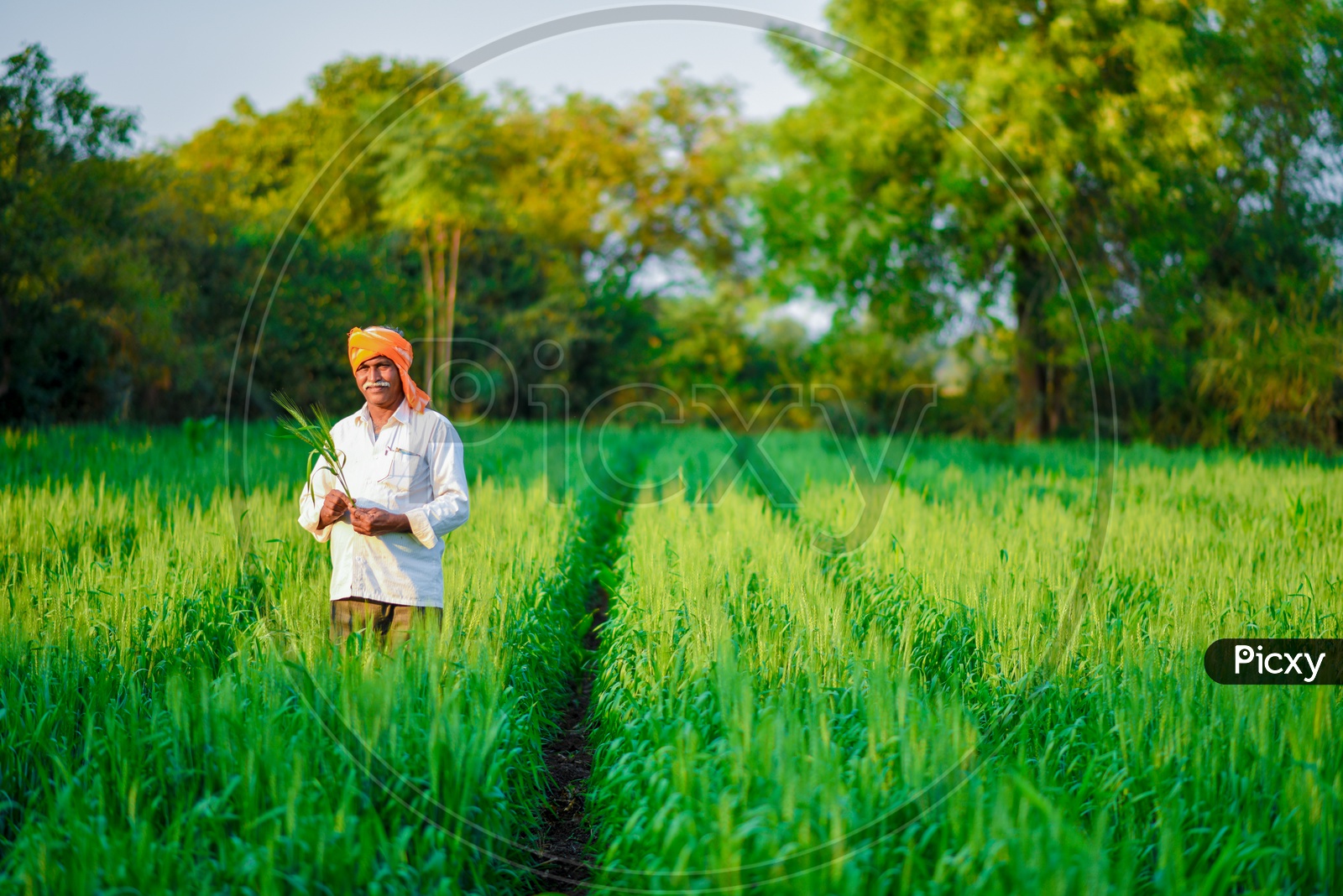 Image of Green Wheat Fields - Indian farmer-TB258441-Picxy