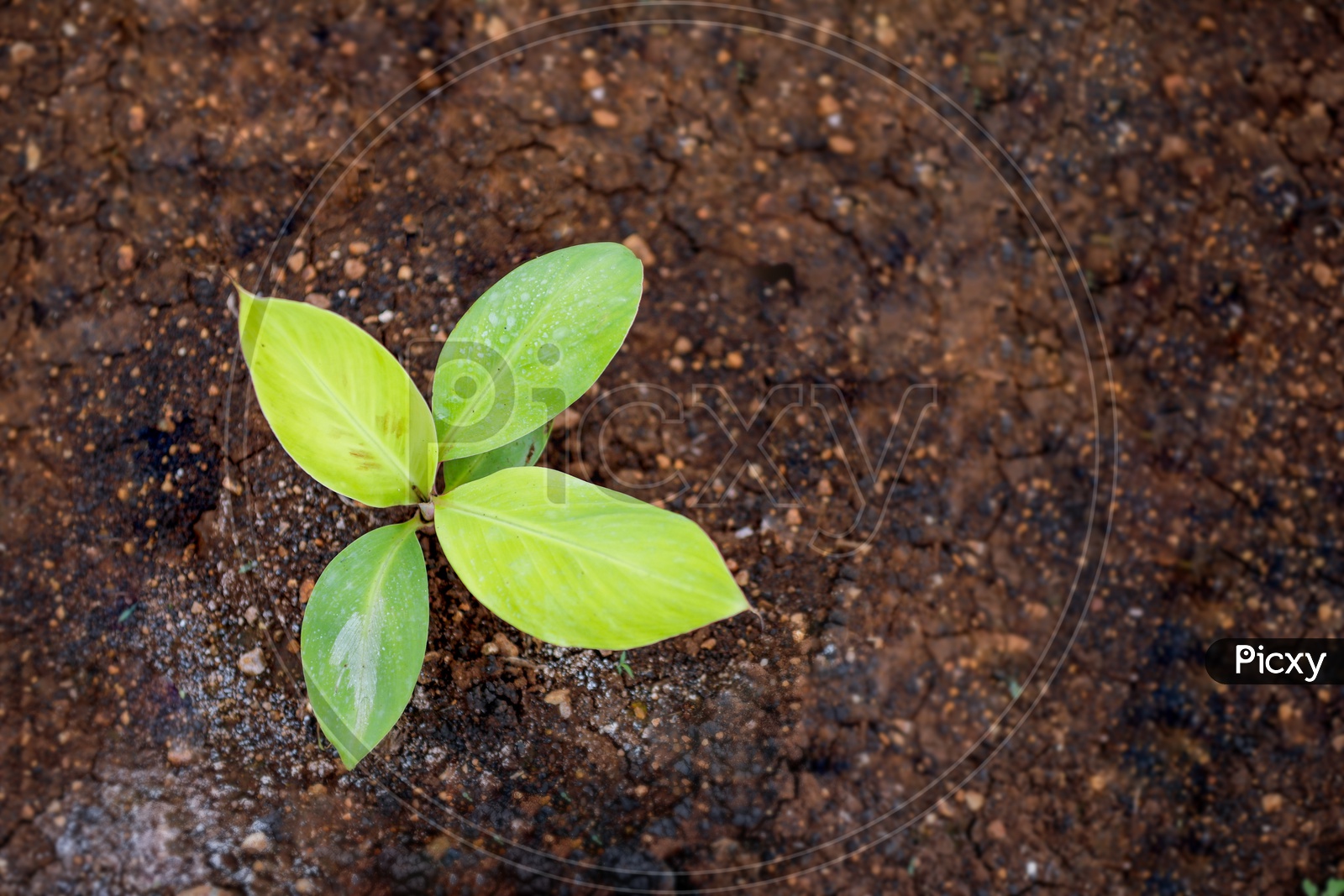 Image of Banana Plant Saplings In The Field Closeup Shot-VL840210-Picxy