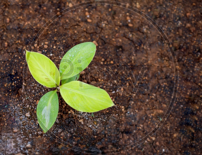 Image of Banana Plant Saplings In The Field Closeup Shot-VL840210-Picxy