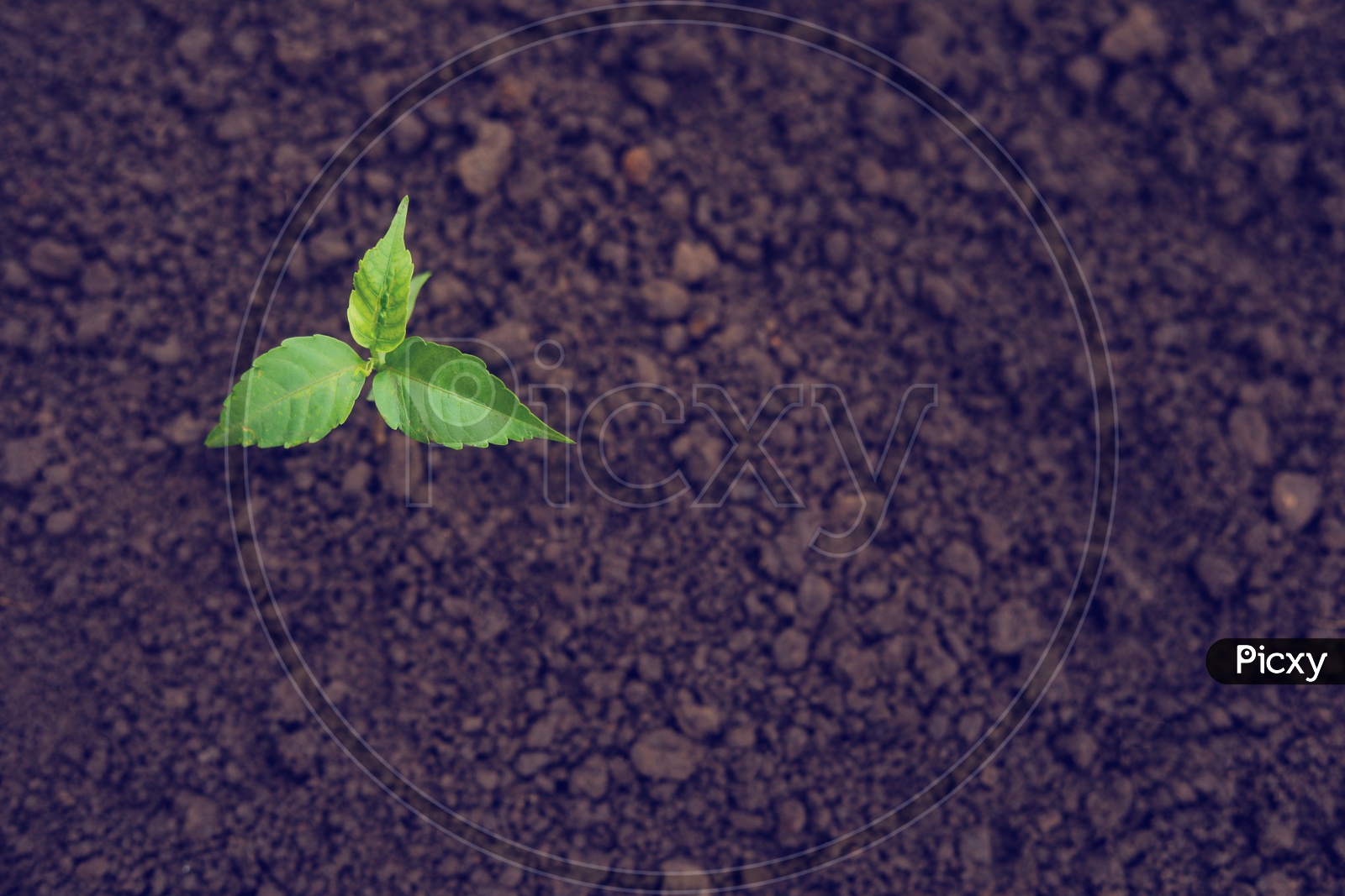 Image of Neem Plant Sapling Closeup Shot over a Soil-NK409670-Picxy