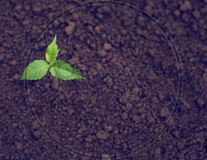 Image of Neem Plant Sapling Closeup Shot over a Soil-NK409670-Picxy
