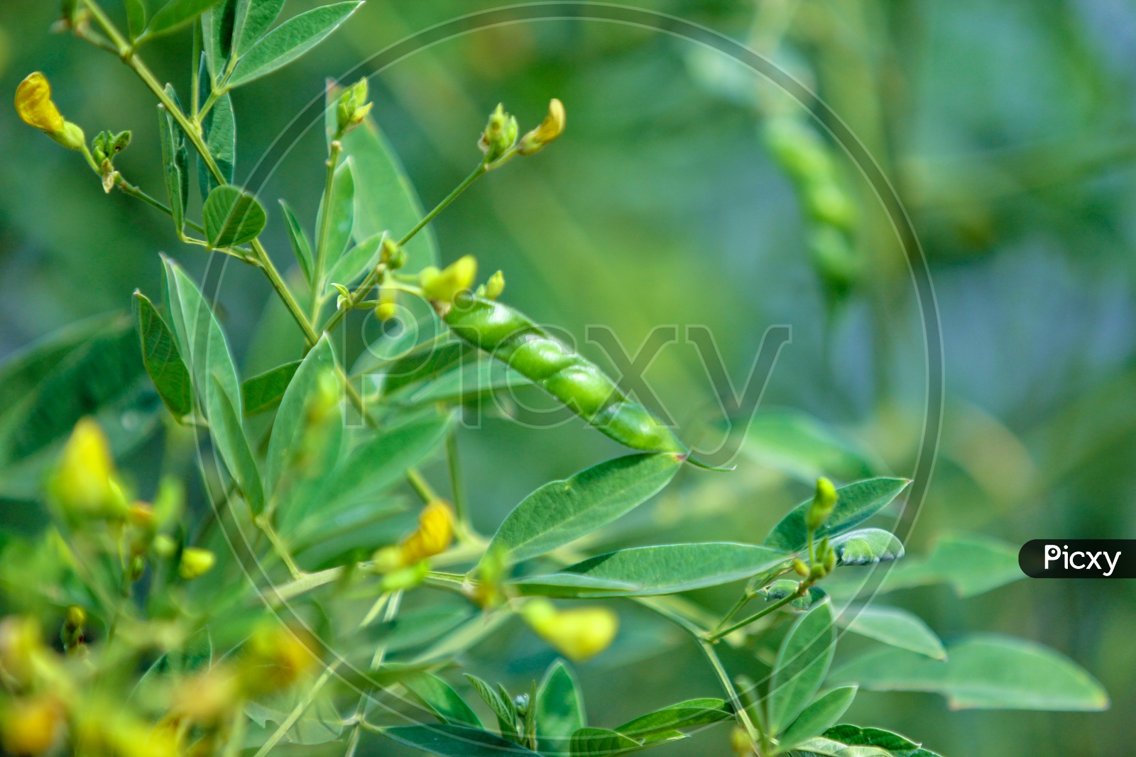 Image of Pigeon Pea Plants In A Farming Field-NA012377-Picxy