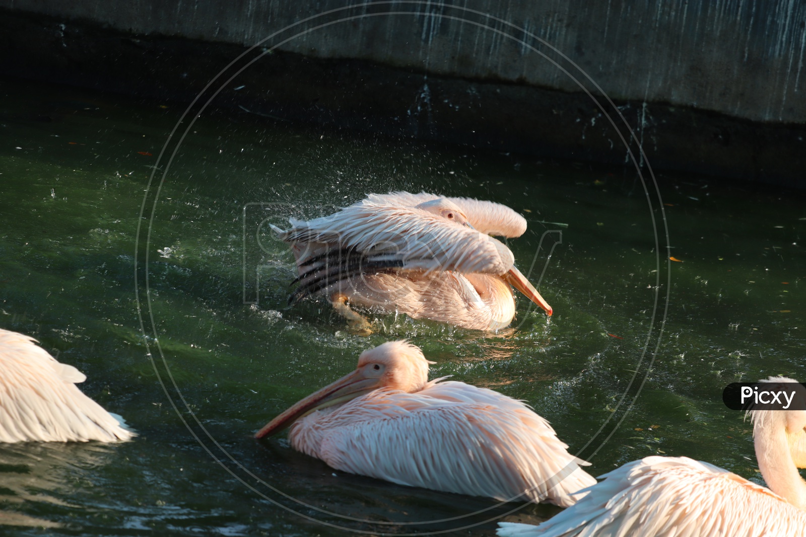 Image of Great white or eastern white pelican, rosy pelican or white ...
