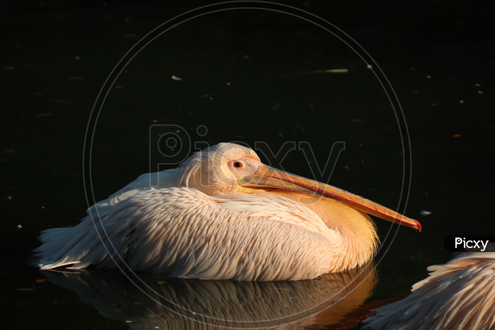 Image of Great white or eastern white pelican, rosy pelican or white ...