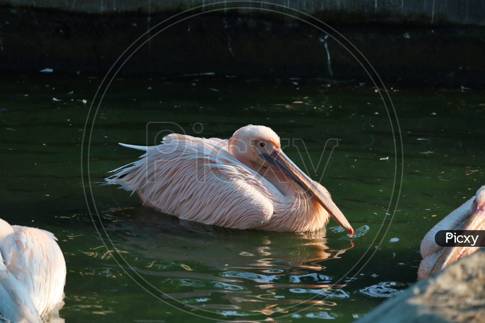 Image of Great white or eastern white pelican, rosy pelican or white ...