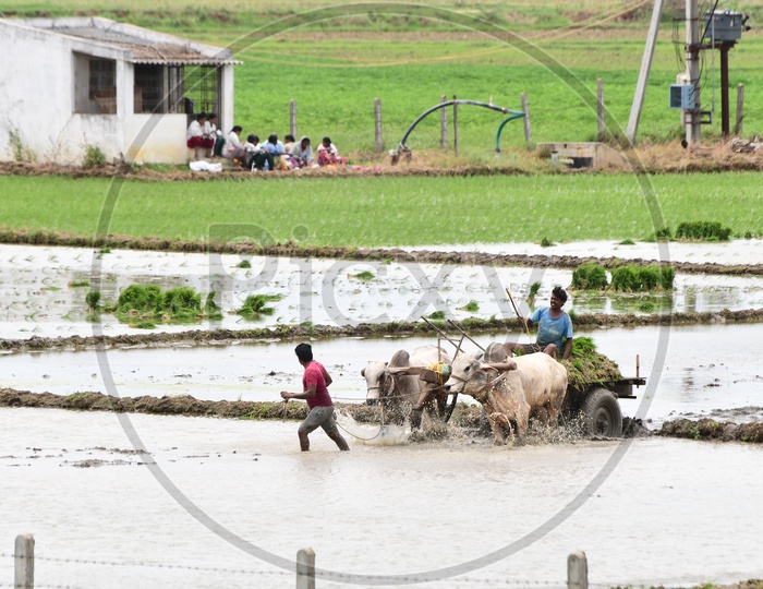 Image of Farmers Using Bullock Carts in Paddy Fields For Carrying Paddy ...