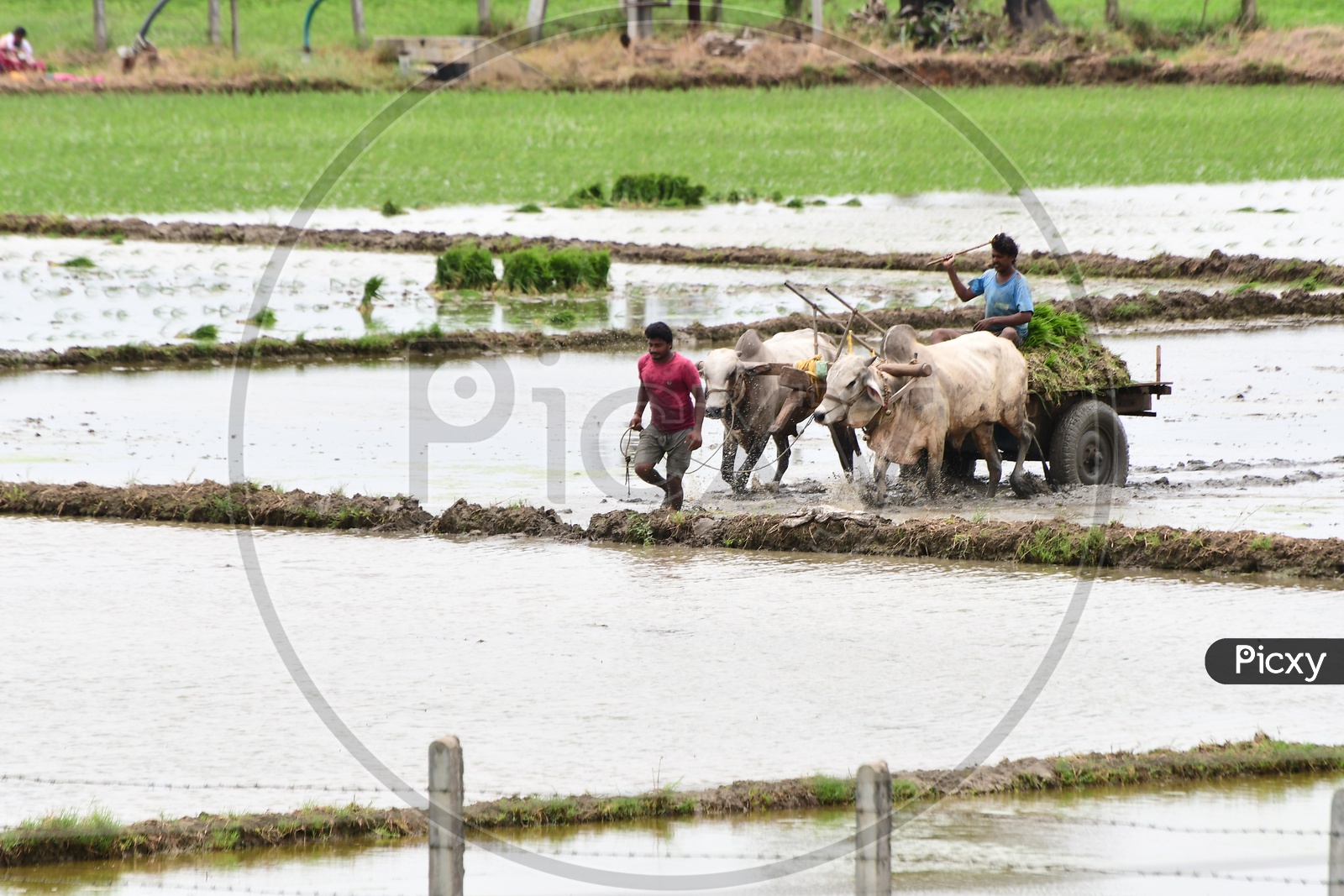 Image of Farmers Using Bullock Carts in Paddy Fields For Carrying Paddy ...