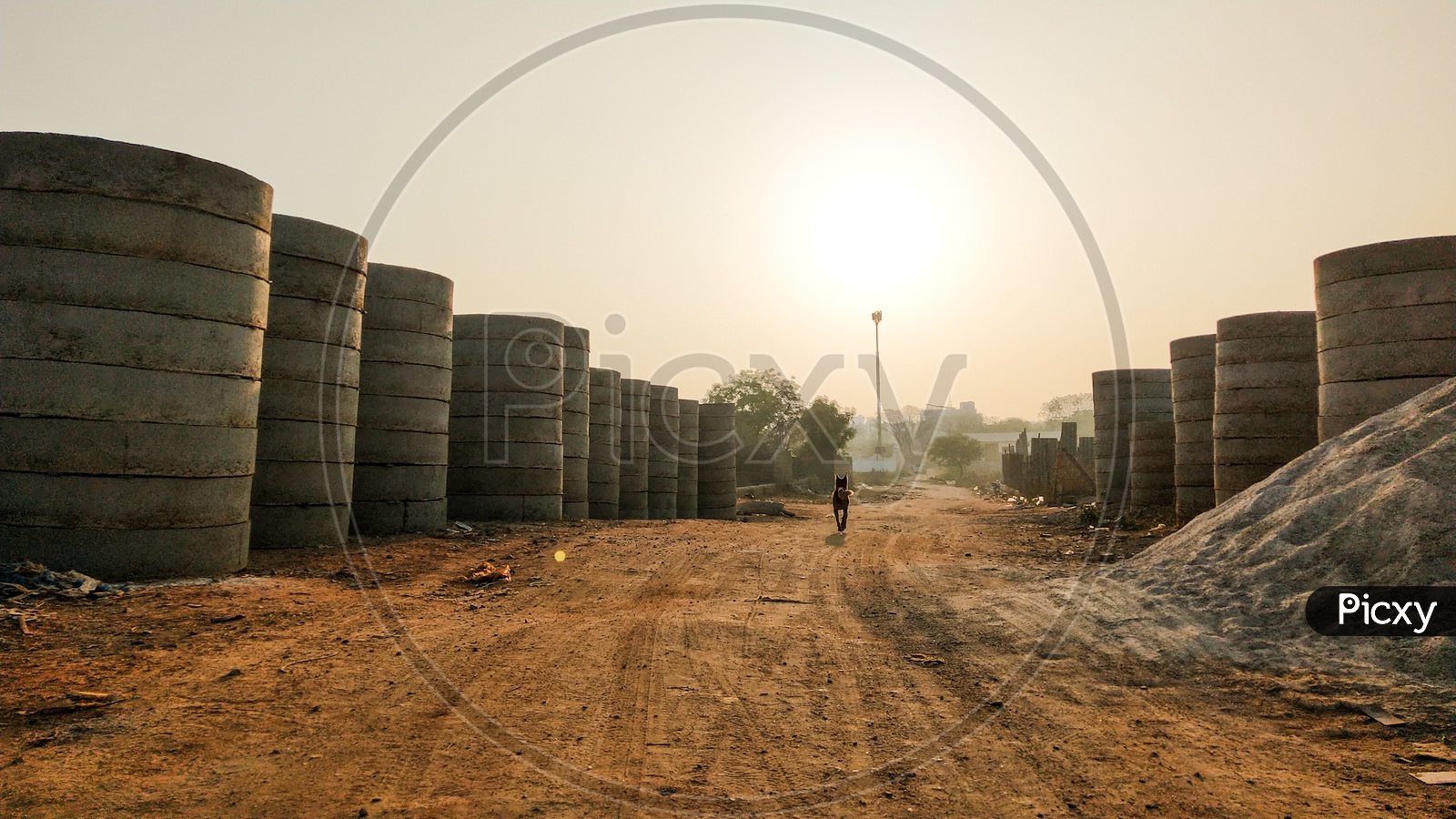 Image of A dog fading away in the street.-WN071575-Picxy