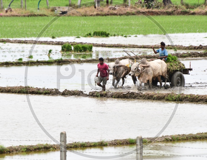 Image of Farmers Using Bullock Carts in Paddy Fields For Carrying Paddy ...