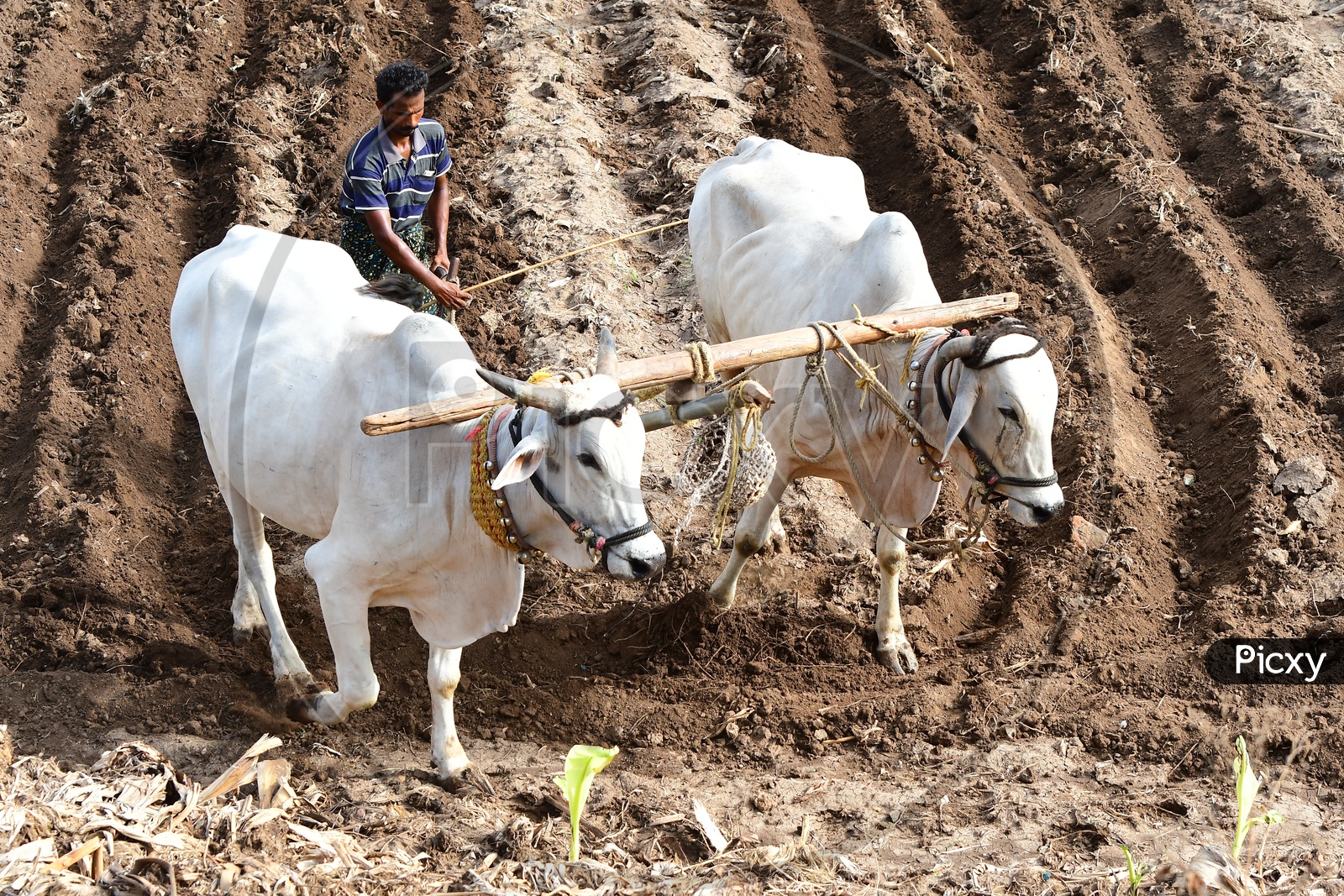 Image of Farmer Ploughing His Agricultural Land With Bullock In ...