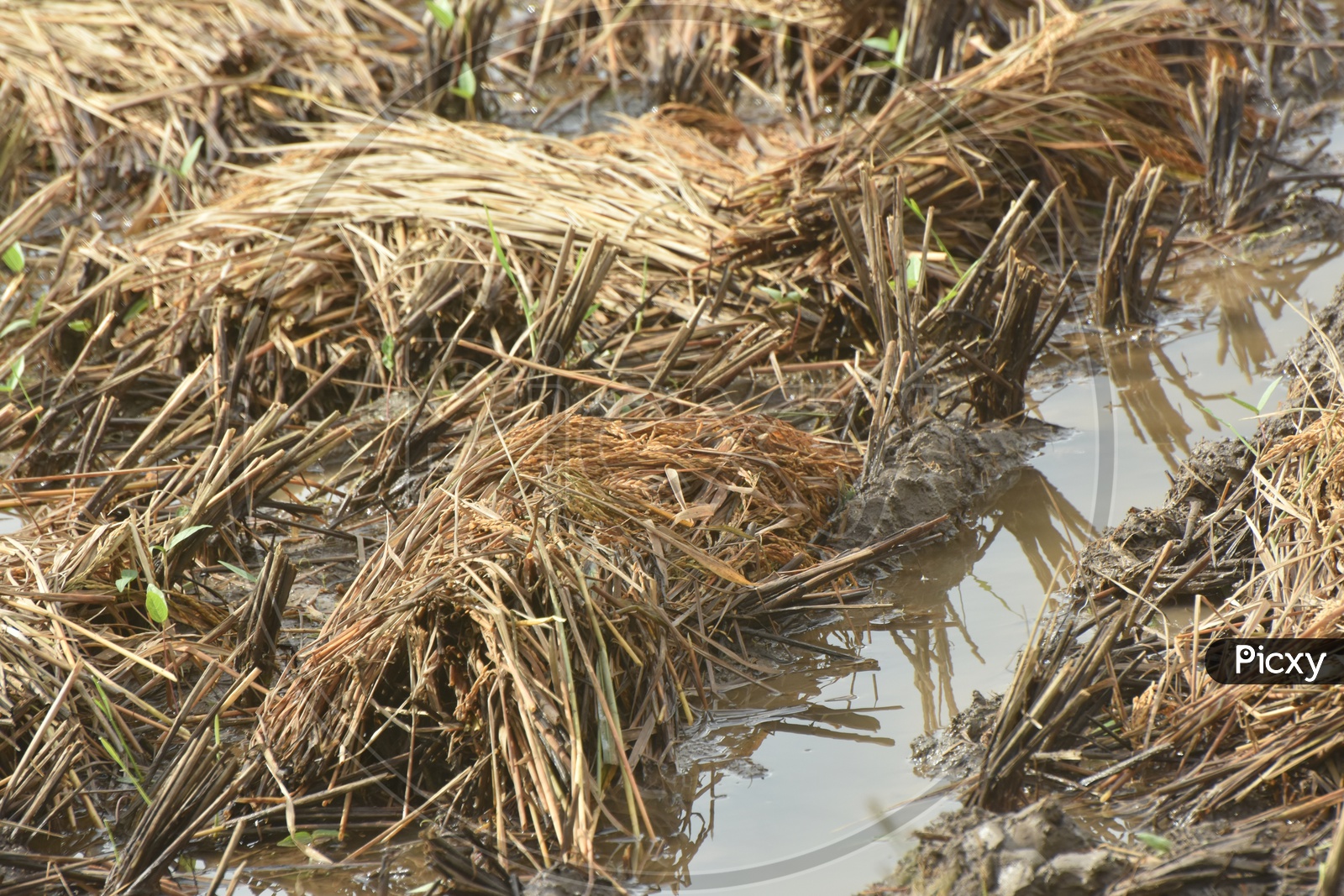 Image of Damaged or Flooded Rice Fields Or Paddy Lands due to Heavy ...