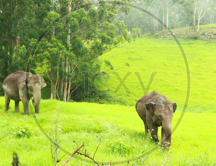 Image of Wild Elephants In Tropical Forest Of Munnar, Kerala-HP002188-Picxy