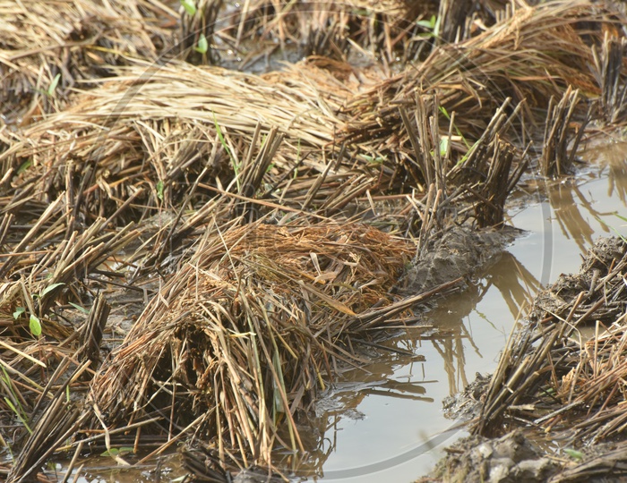 Image of Damaged or Flooded Rice Fields Or Paddy Lands due to Heavy ...