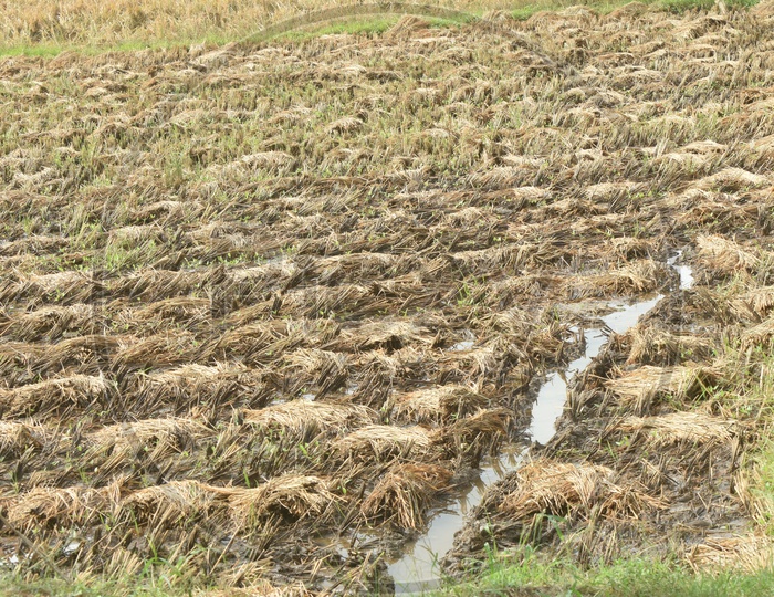 Image of Damaged or Flooded Rice Fields Or Paddy Lands due to Heavy ...