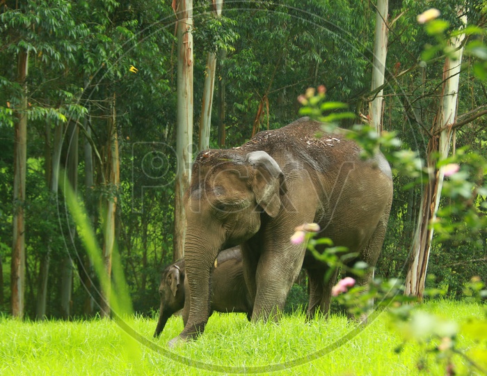 Image of Wild Elephants In Tropical Forest Of Munnar, Kerala-HP002188-Picxy