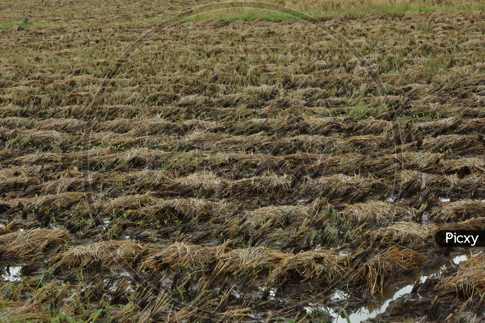 Image of Damaged or Flooded Rice Fields Or Paddy Lands due to Heavy ...