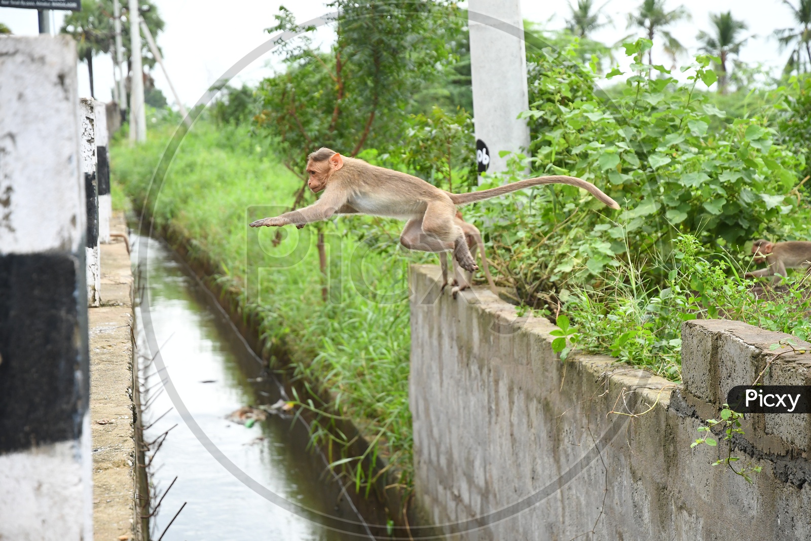 Image of Indian Monkeys Jumping From Wall To Wall-JV643244-Picxy