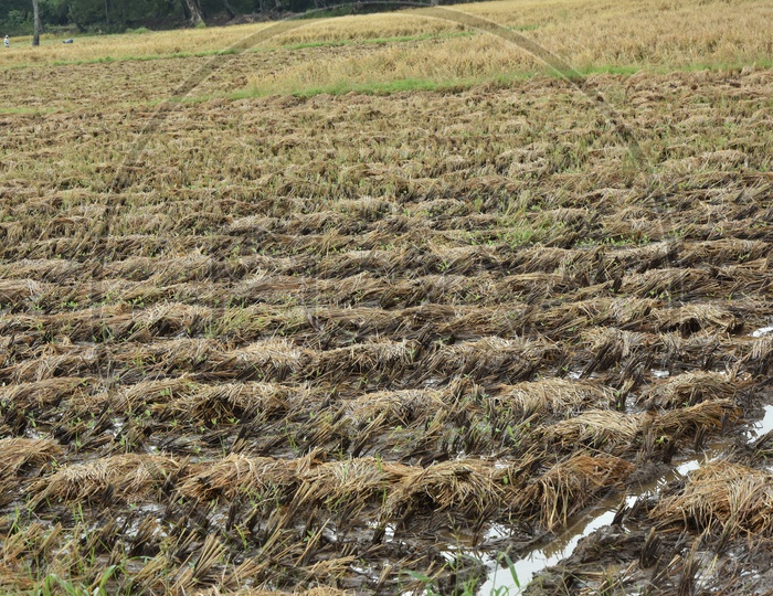 Image of Damaged or Flooded Rice Fields Or Paddy Lands due to Heavy ...