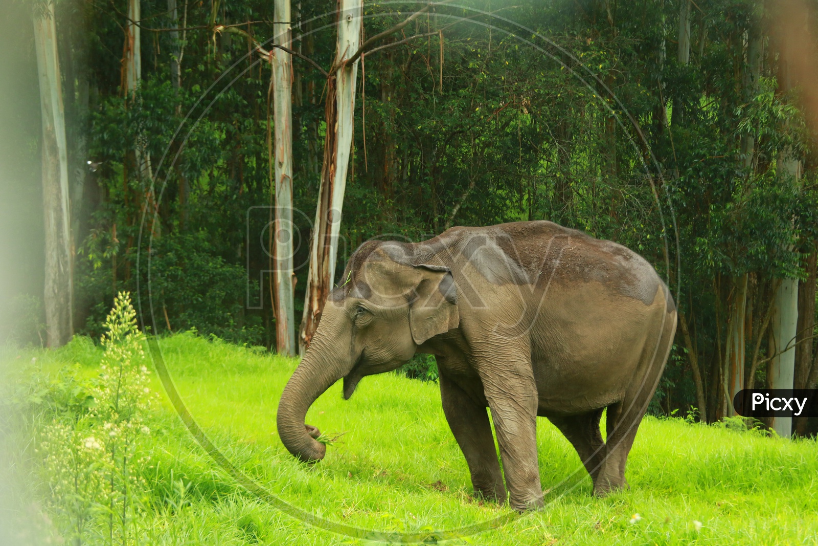Image of Wild Elephants In Tropical Forest Of Munnar, Kerala-HP002188-Picxy