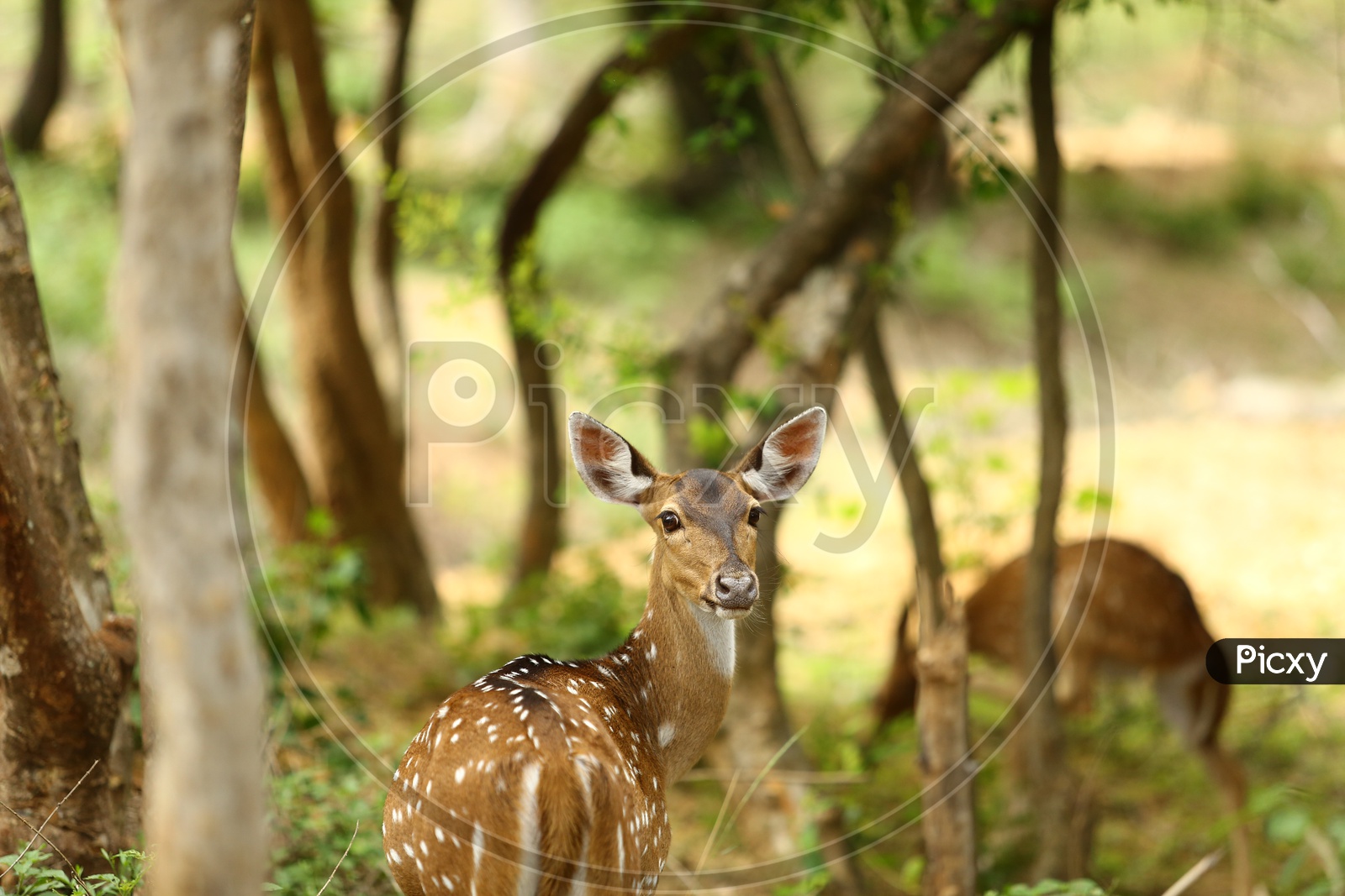 Image of Dotted Deer in a Zoo-WO060333-Picxy
