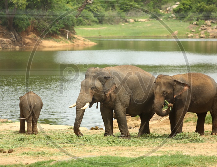 Image of Wild Elephant Group in a Zoo-XO250560-Picxy