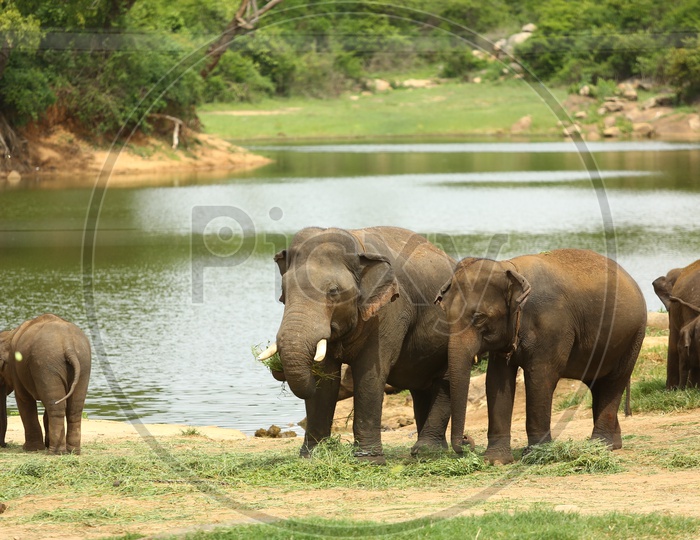 Image of Wild Elephant Group in a Zoo-WR705099-Picxy