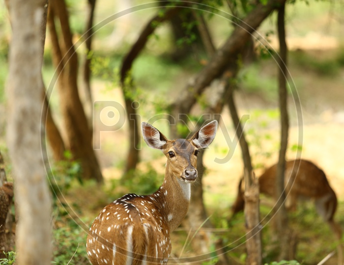Image of Dotted Deer in a Zoo-WO060333-Picxy
