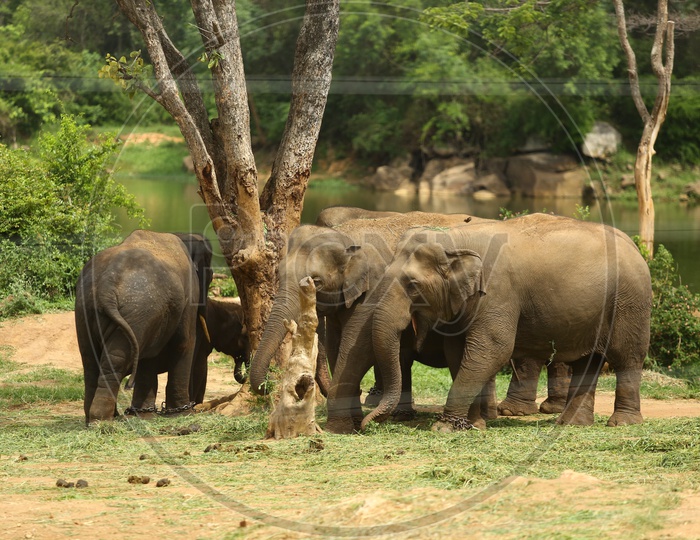 Image of Wild Elephant Group in a Zoo-XO250560-Picxy