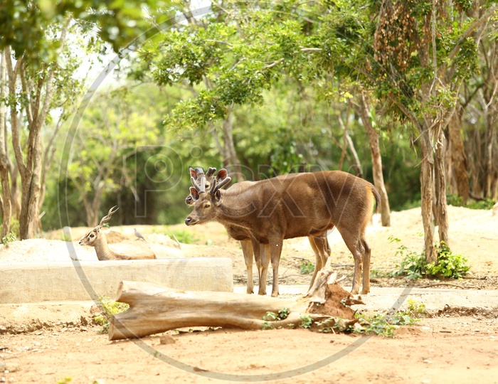 Image of Sambar Deer In a Zoo-IB193600-Picxy