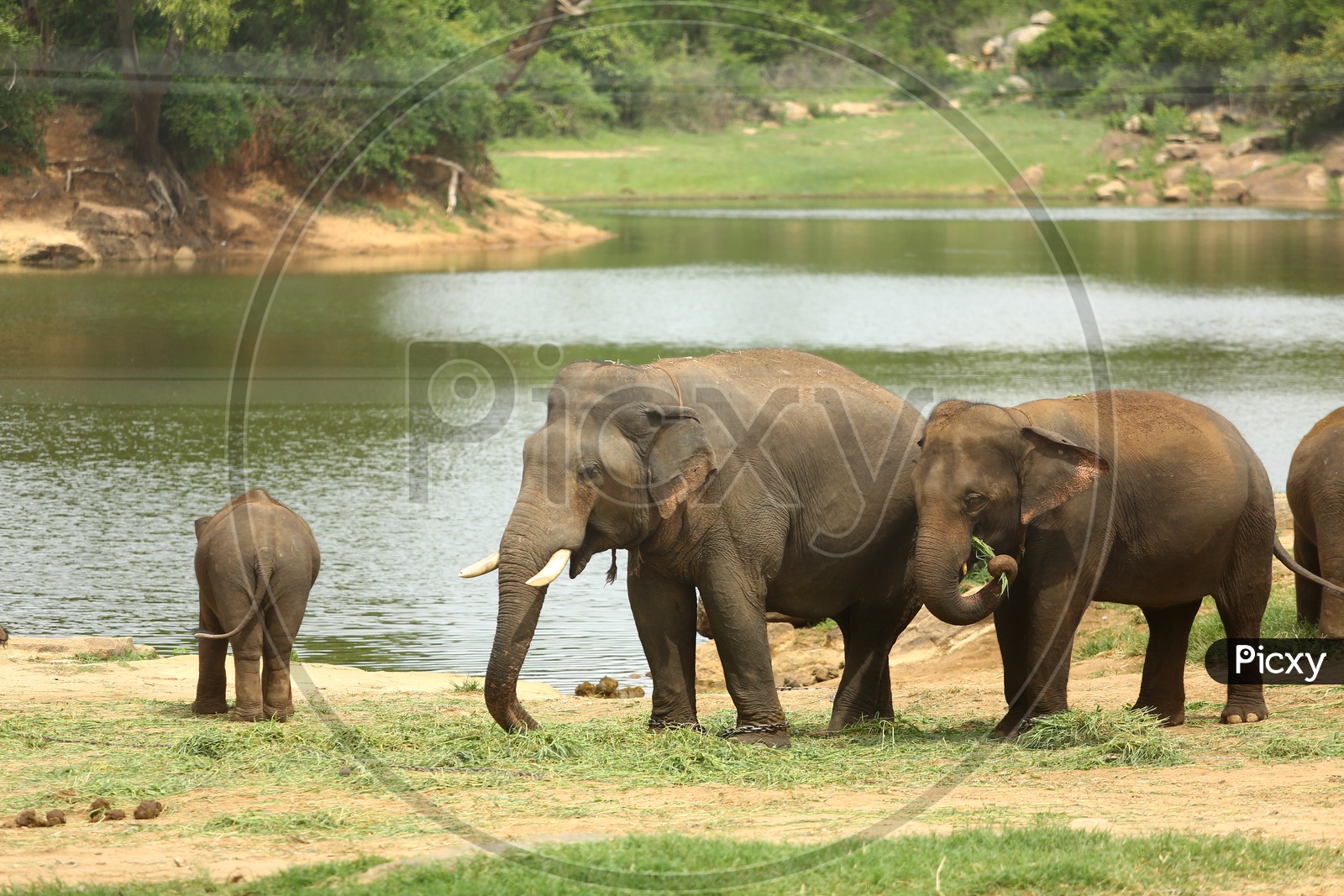 Image of Wild Elephant Group in a Zoo-XO250560-Picxy