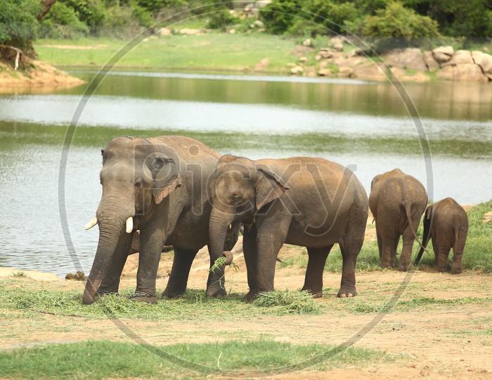 Image of Wild Elephant Group At a Zoo Lake-YK484510-Picxy