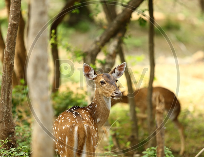 Image of Dotted Deer in a Zoo-HI740581-Picxy