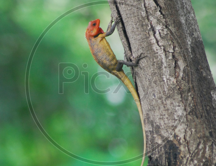 Image of A Gecko in the tree-OY571925-Picxy