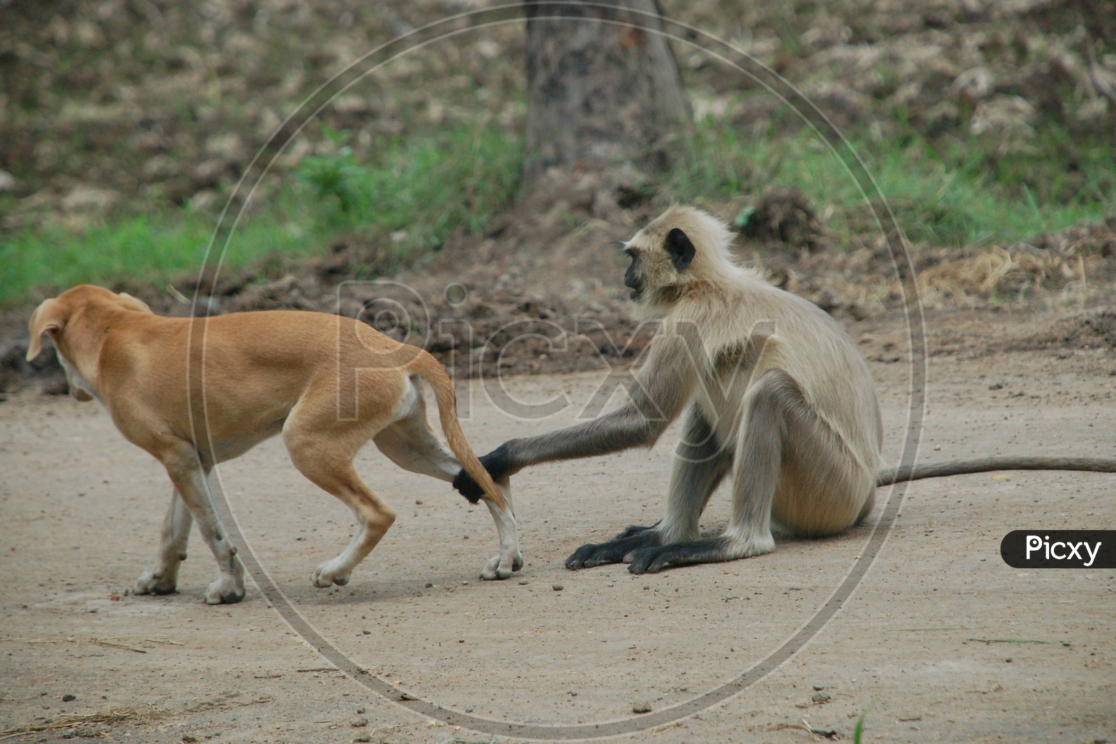 Image of A Monkey pulling the Dog's leg-HO796608-Picxy