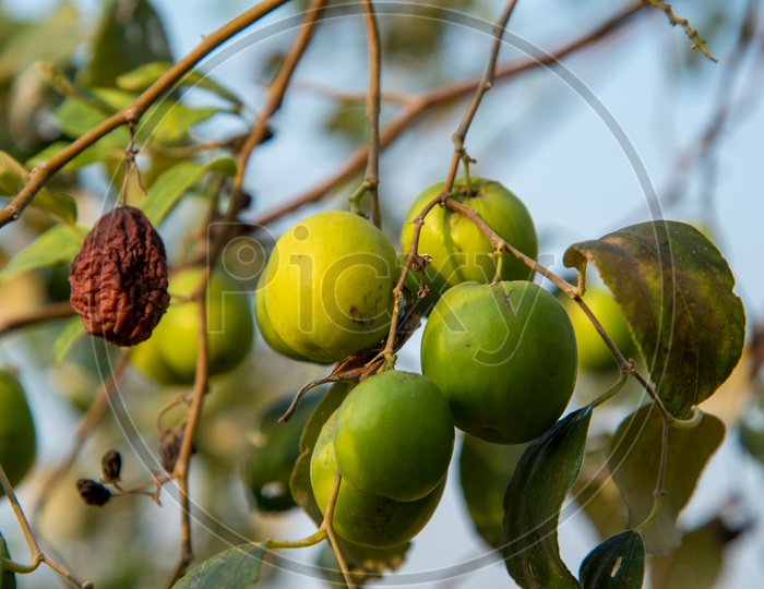 Image of Indian Plum or Jujube or Chinese Date or Ziziphus mauritiana ...