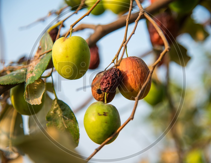 Image of Indian Plum or Jujube or Chinese Date or Ziziphus mauritiana ...