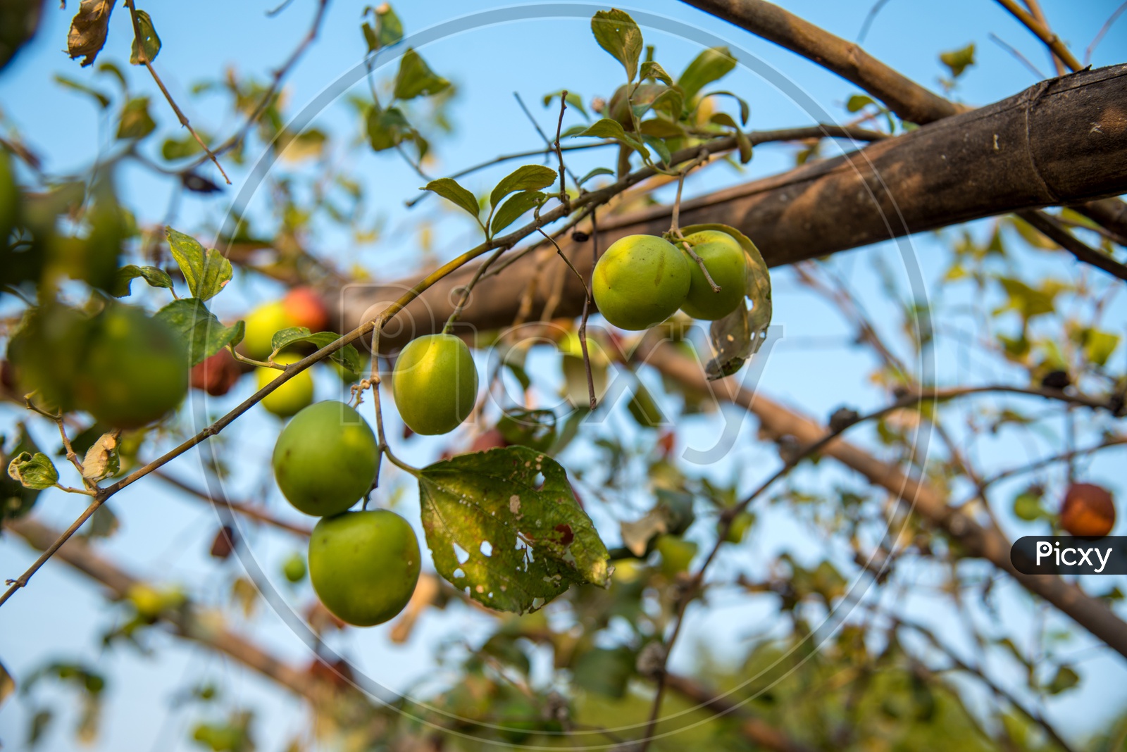 Image of Indian Plum or Jujube or Chinese Date or Ziziphus mauritiana ...