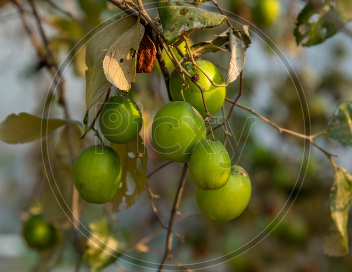 Image of Indian Plum or Jujube or Chinese Date or Ziziphus mauritiana ...