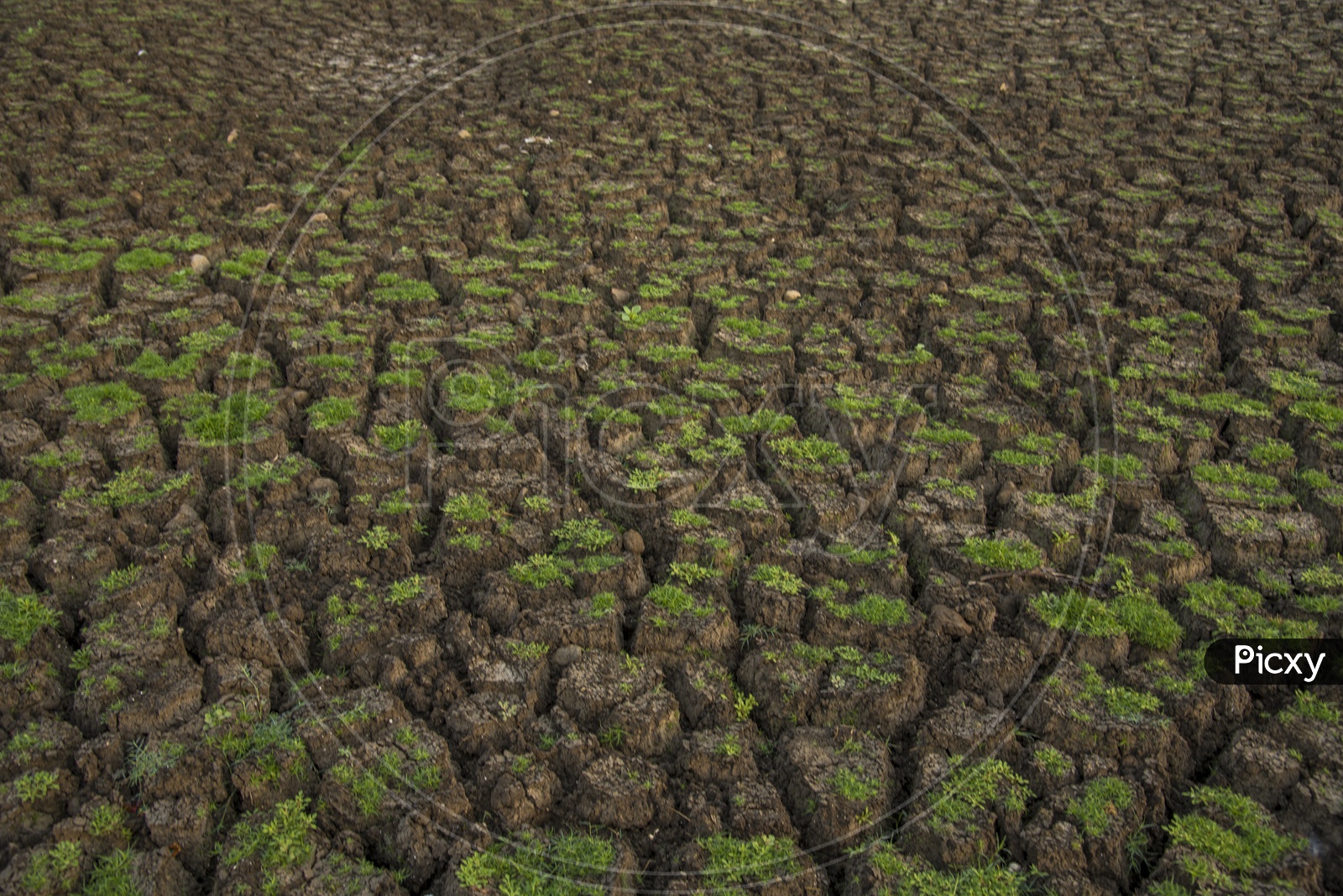 Image of Drought Land With Dried Cracked Soil With Seamless Patterns ...
